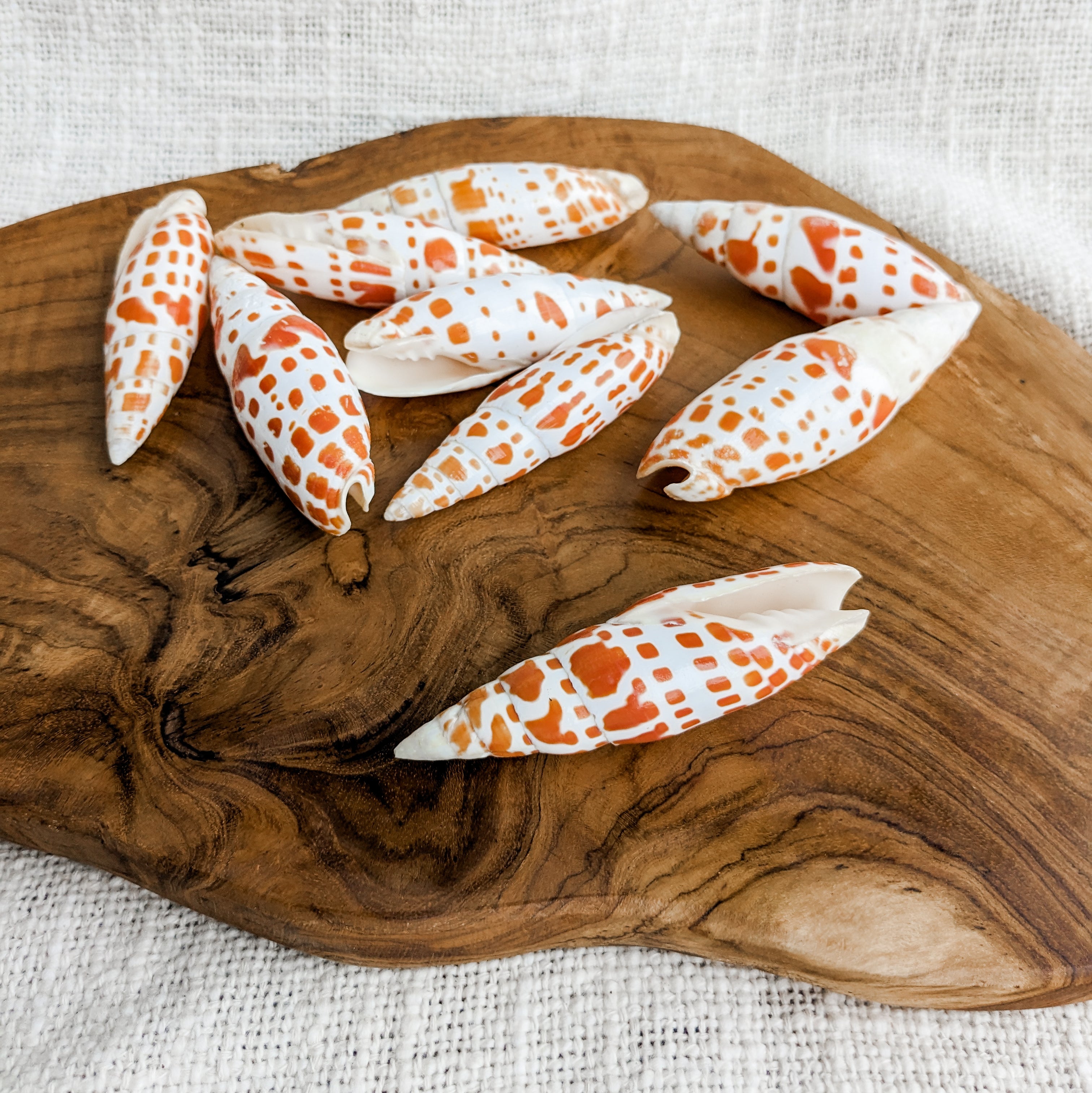 Natural Treasures - Junonia Shell – Fairplay