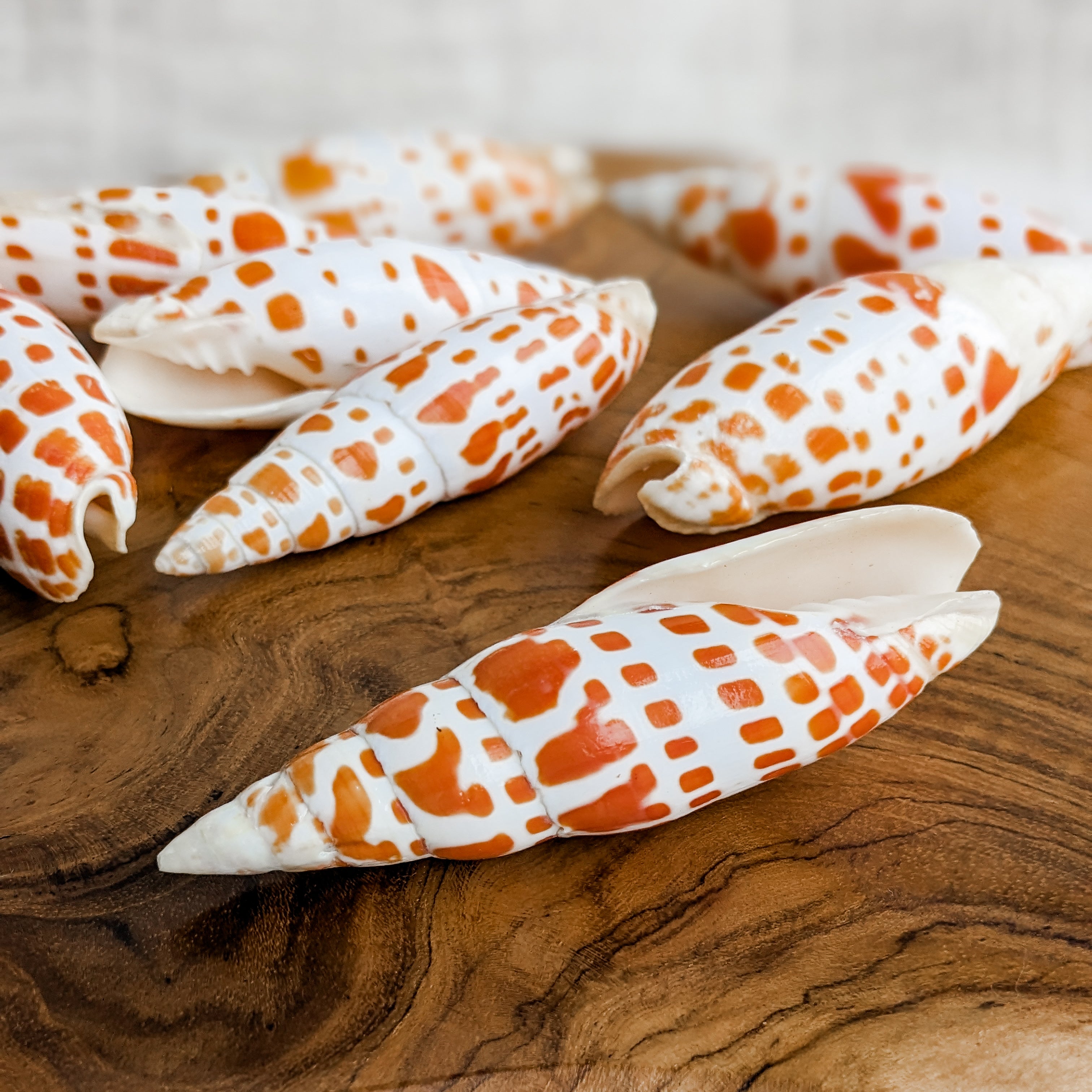 Natural Treasures - Junonia Shell – Fairplay